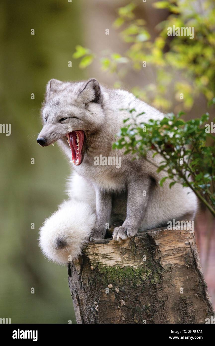 Arctic fox alopex lagopus yawning hi-res stock photography and images ...