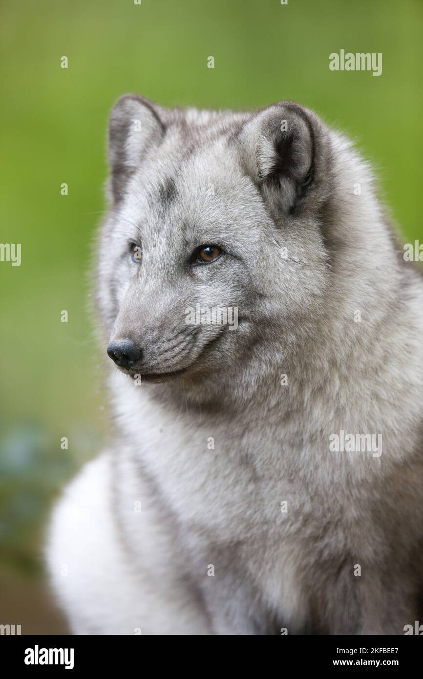 Arctic fox portraits hi-res stock photography and images - Alamy