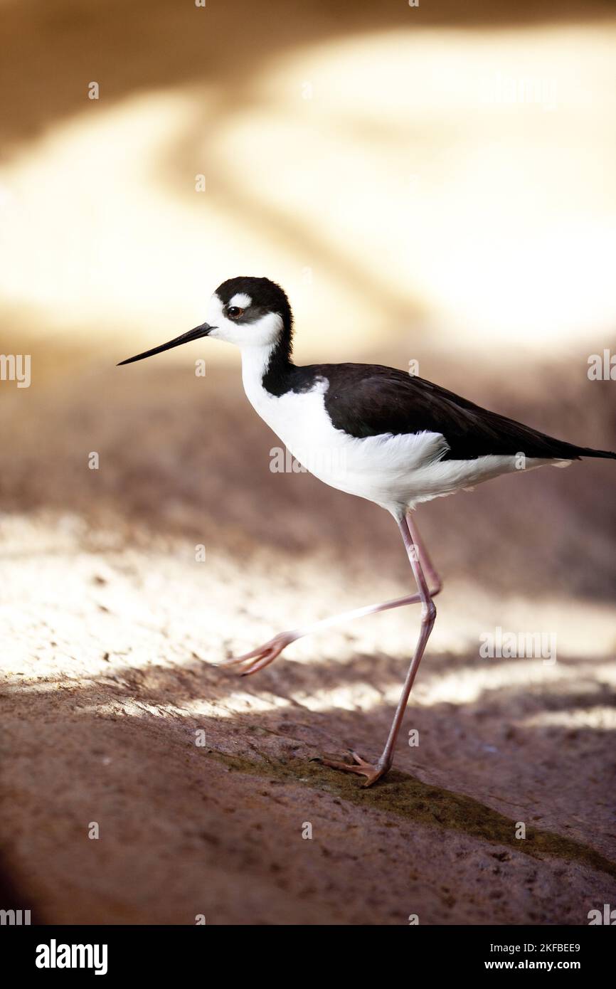 Winged vertical movement hi-res stock photography and images - Alamy