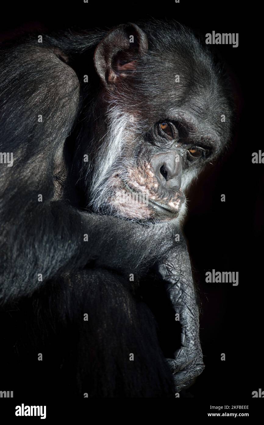 Solo chimp hi-res stock photography and images - Alamy