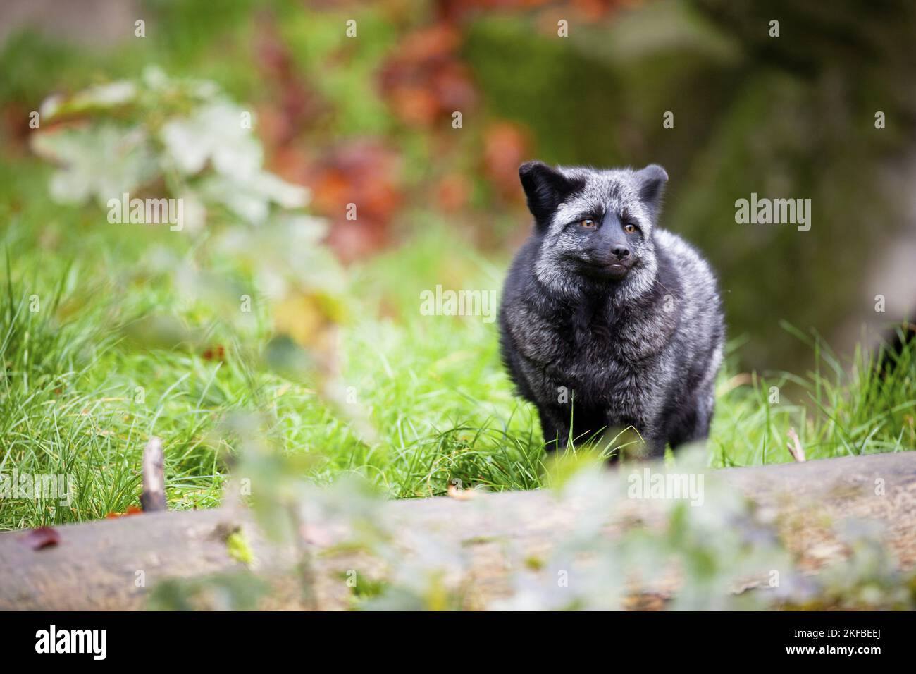 Gray and red foxes hi-res stock photography and images - Alamy
