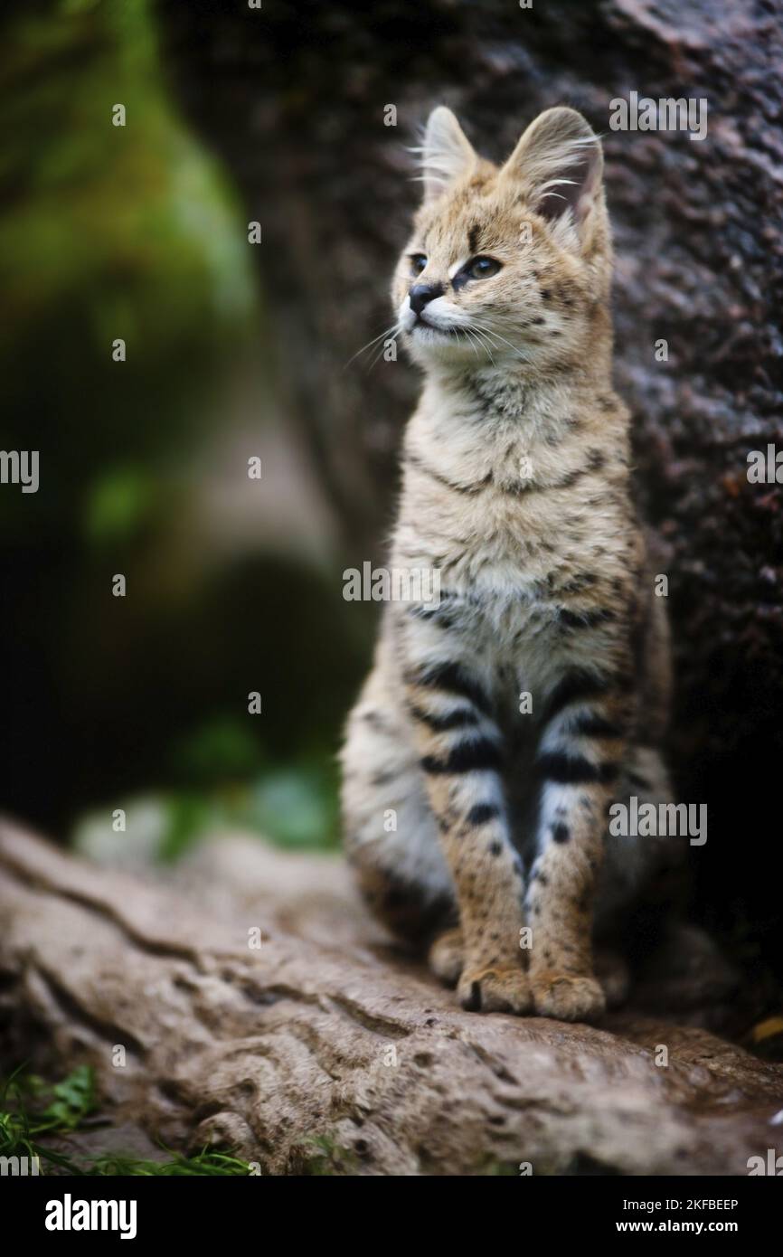 Young serval cats hi-res stock photography and images - Alamy