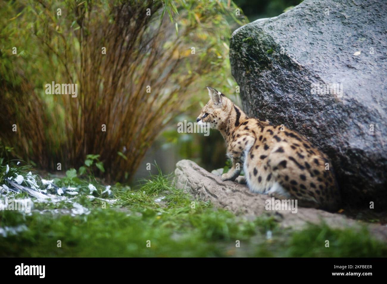 Captive serval cat hi-res stock photography and images - Alamy