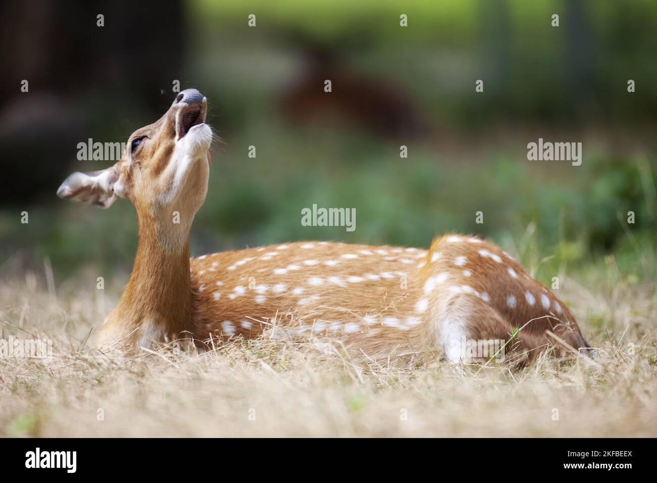 Deer scream hi-res stock photography and images - Alamy