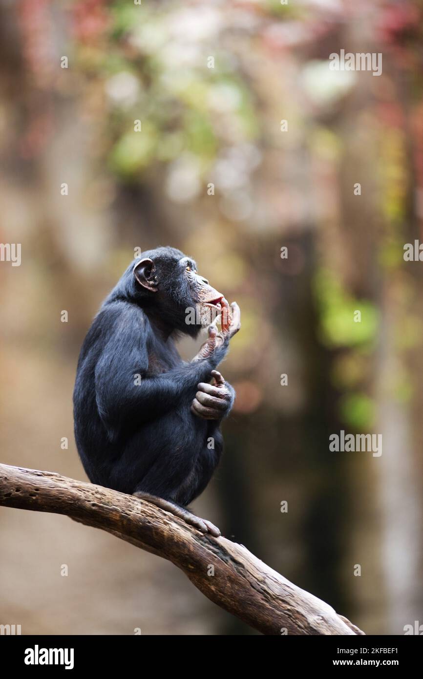 Babys limb hi-res stock photography and images - Alamy