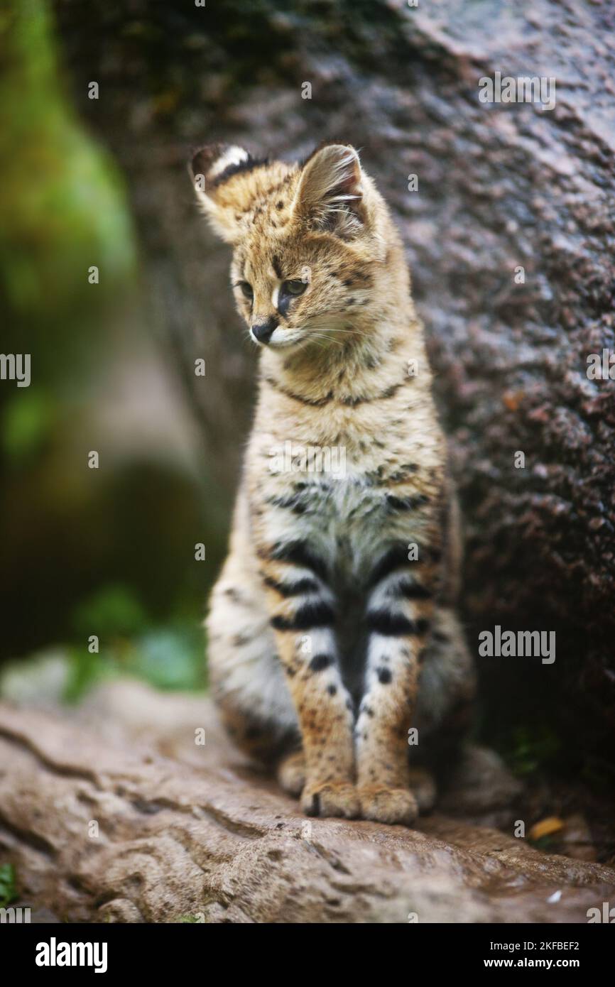 Captive serval cat hi-res stock photography and images - Alamy