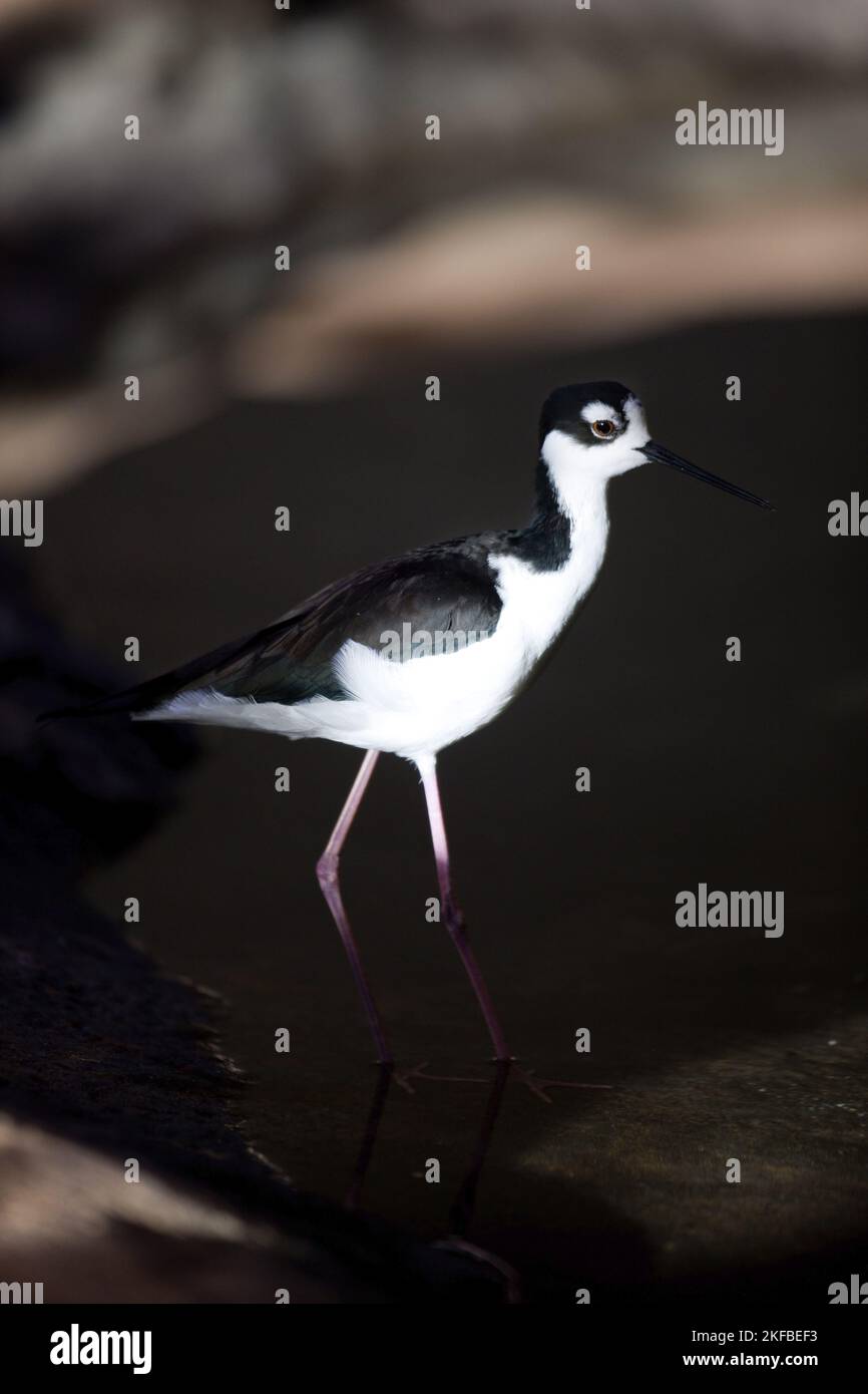 Winged vertical movement hi-res stock photography and images - Alamy