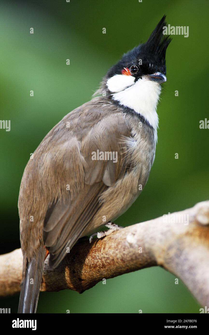 Pycnonotidae bulbuls hi-res stock photography and images - Alamy