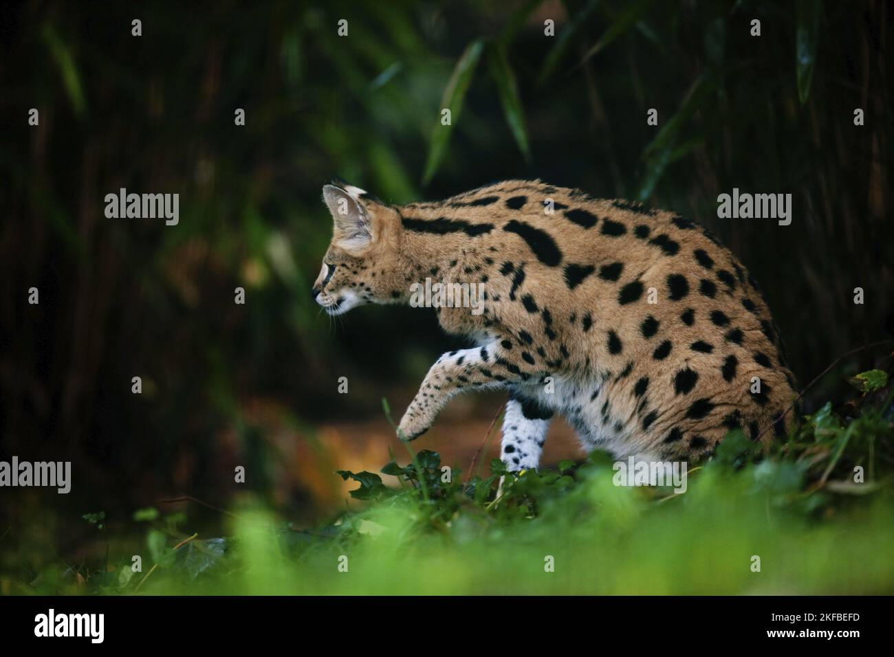 Serval captive cat hi-res stock photography and images - Alamy