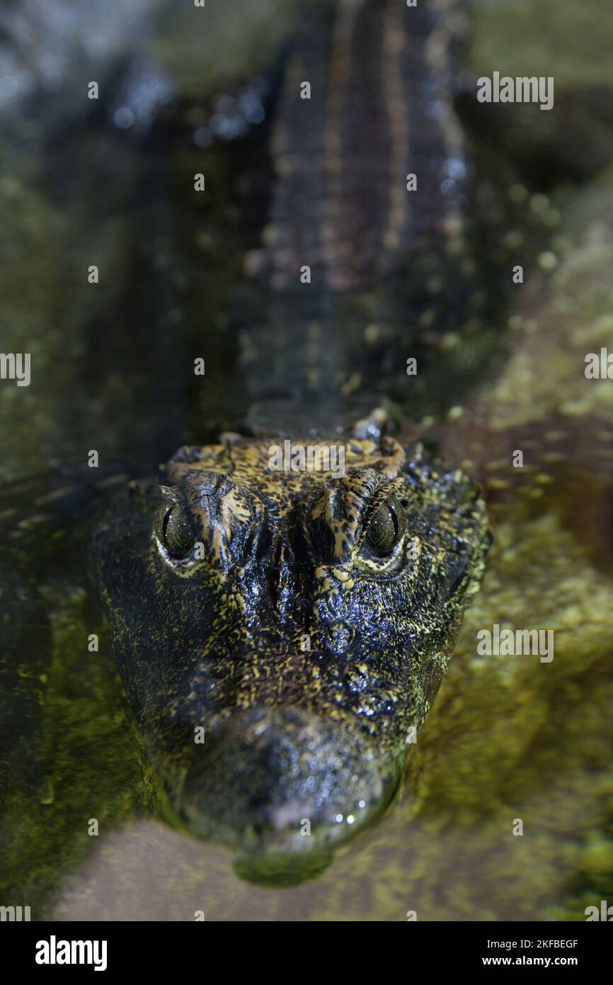 Dwarf crocodile osteolaemus tetraspis crocodylidae hi-res stock ...