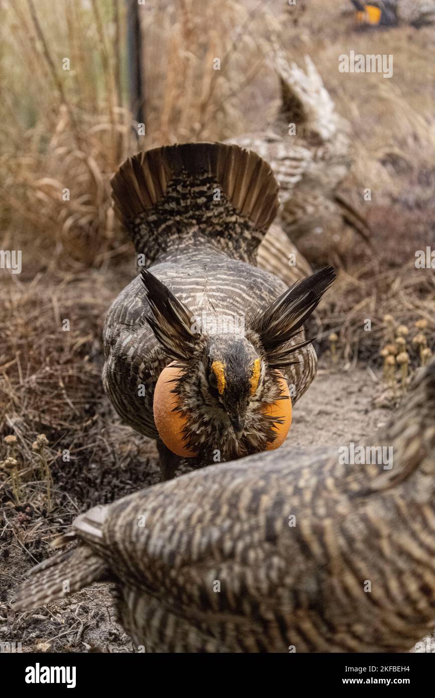 A vertical selective focus shot of brown and orange Greater prairie ...