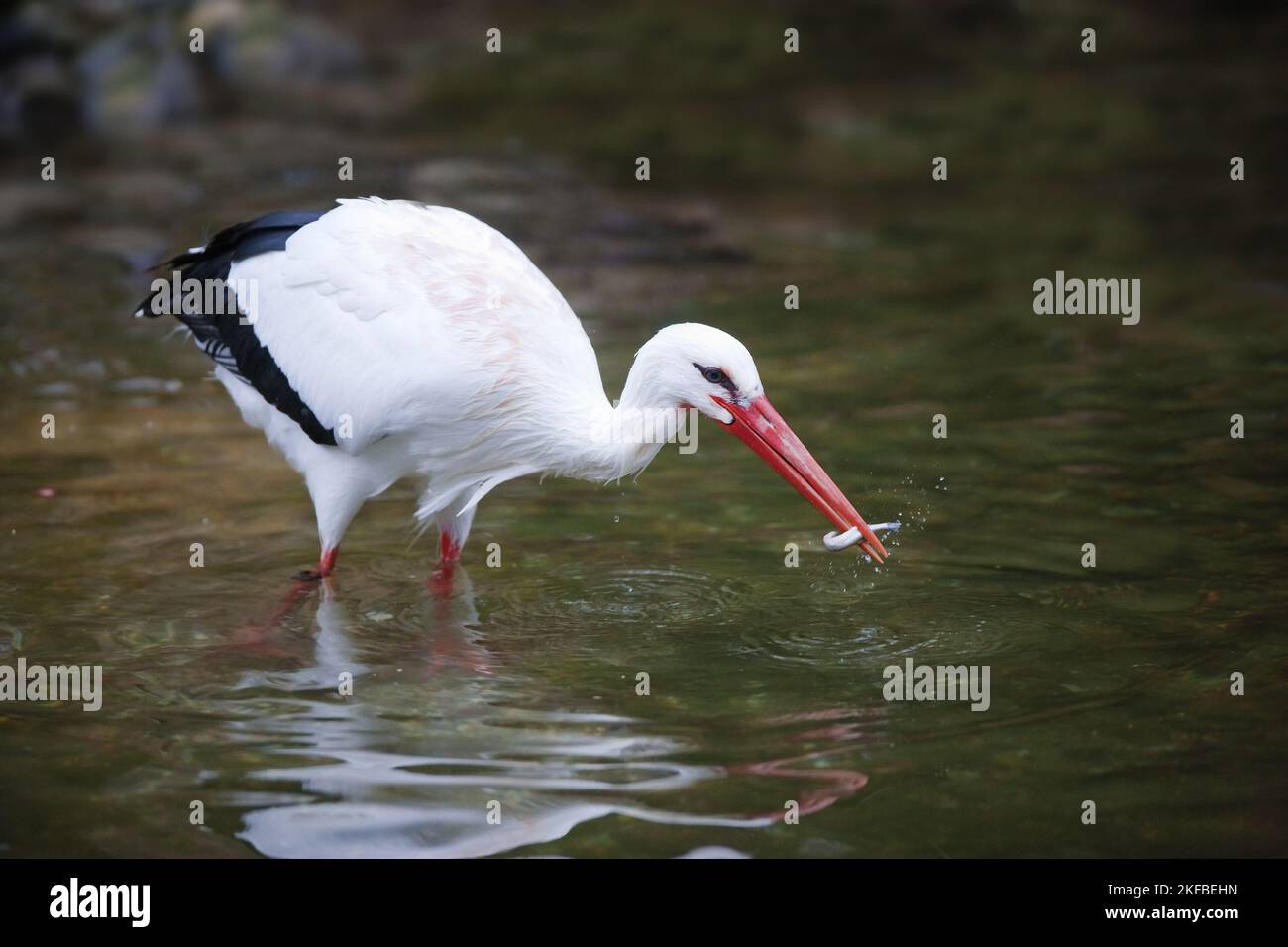 Stork eating a fish hi-res stock photography and images - Alamy