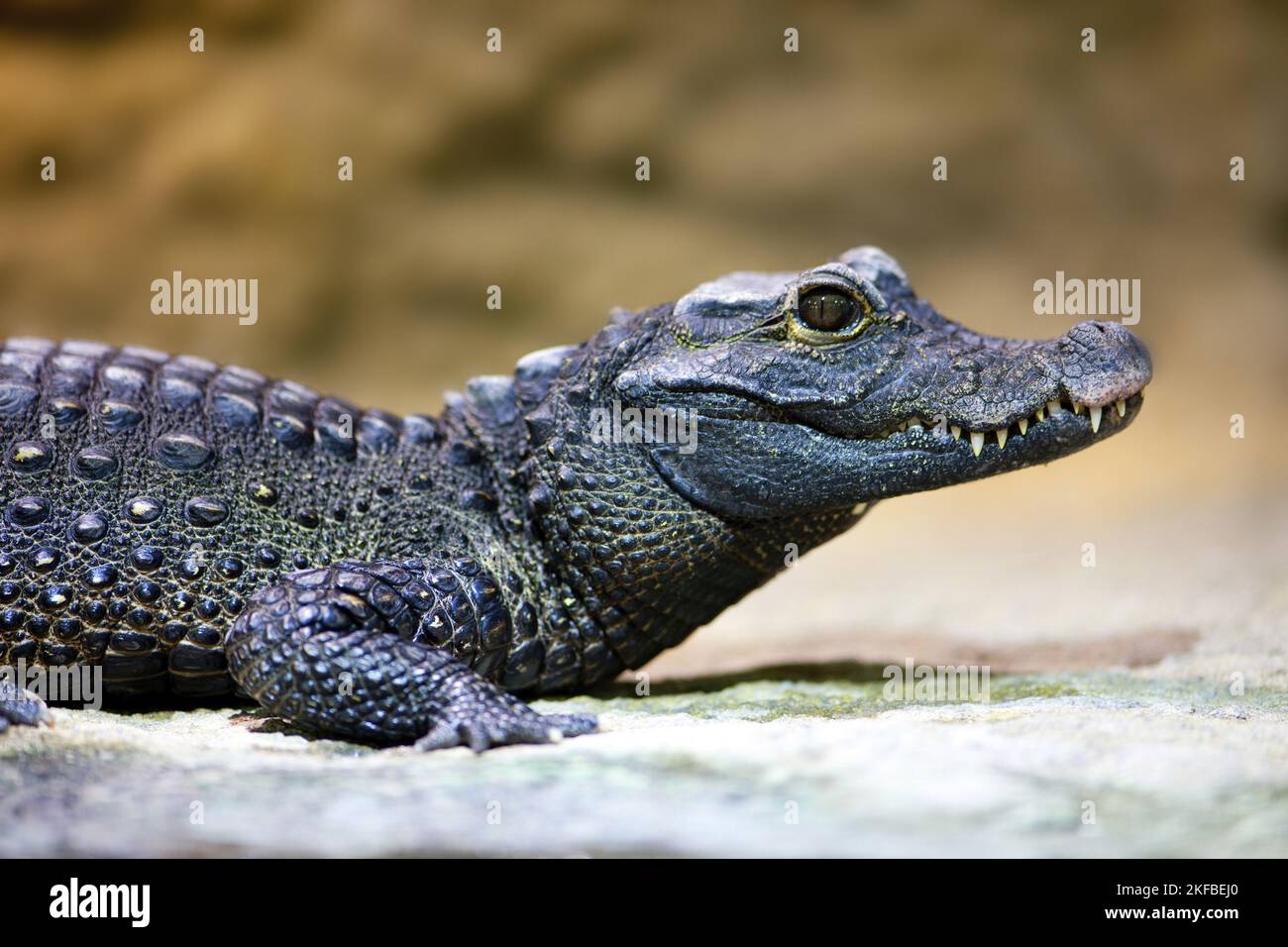Dwarf crocodile hi-res stock photography and images - Alamy