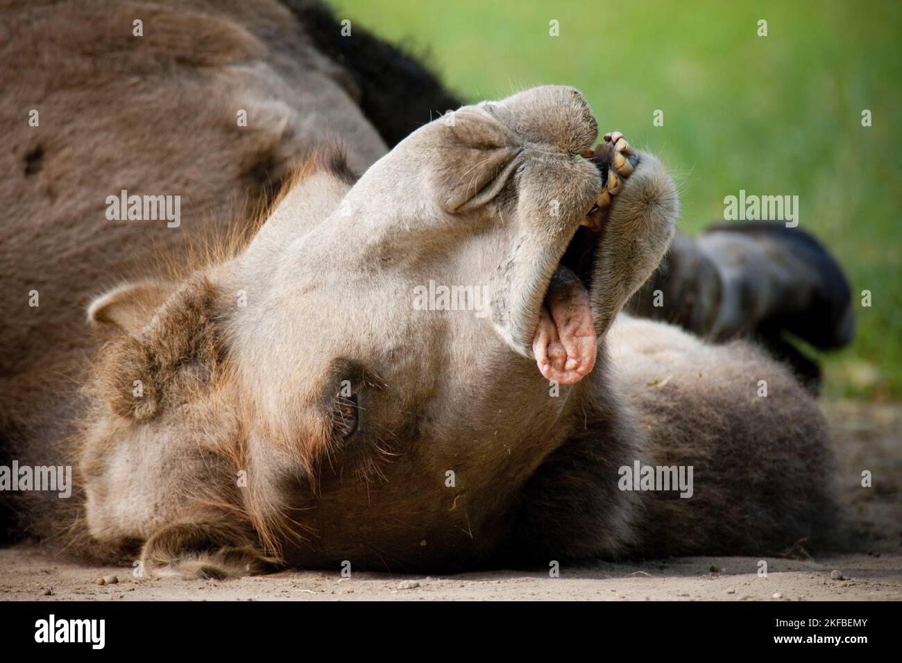 Camel tongue hi-res stock photography and images - Alamy