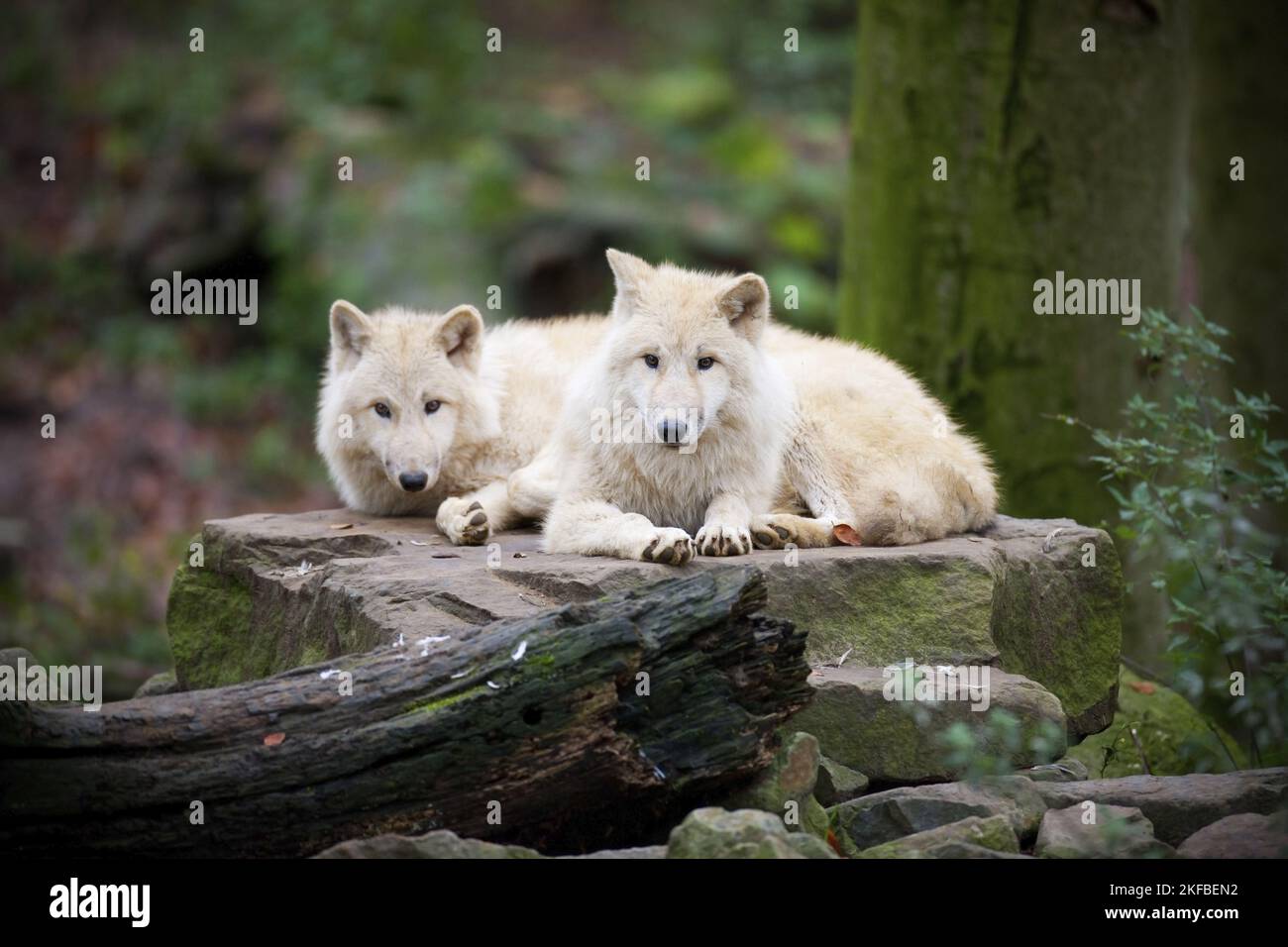 2 white wolves hi-res stock photography and images - Alamy