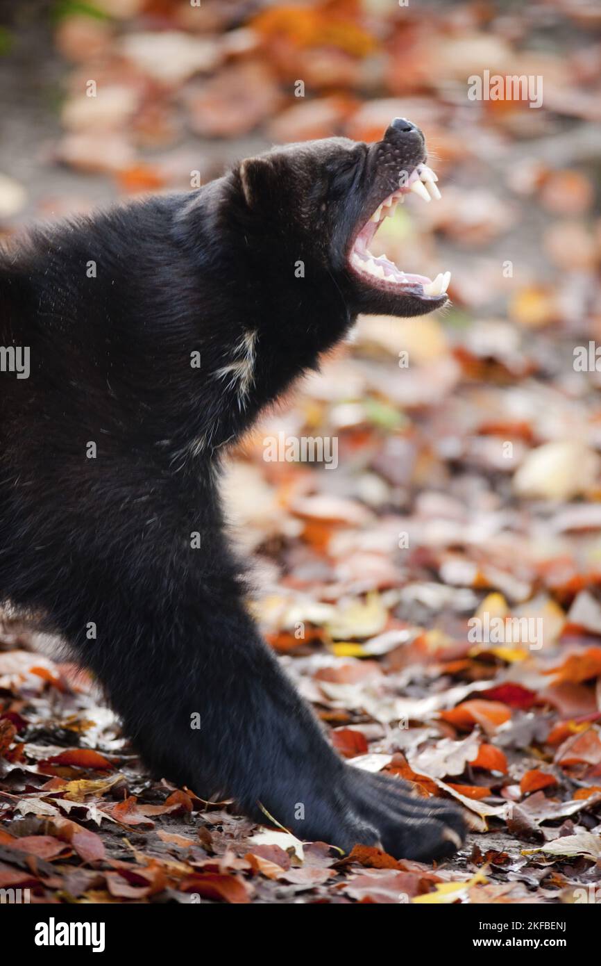 Wolverine animal with prey hi-res stock photography and images - Alamy