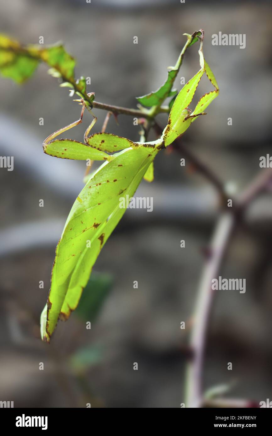 Leaf boughs hi-res stock photography and images - Alamy