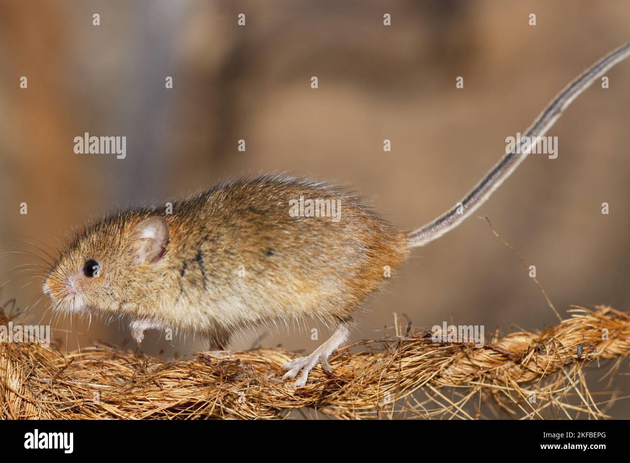 Move mouse hi-res stock photography and images - Alamy