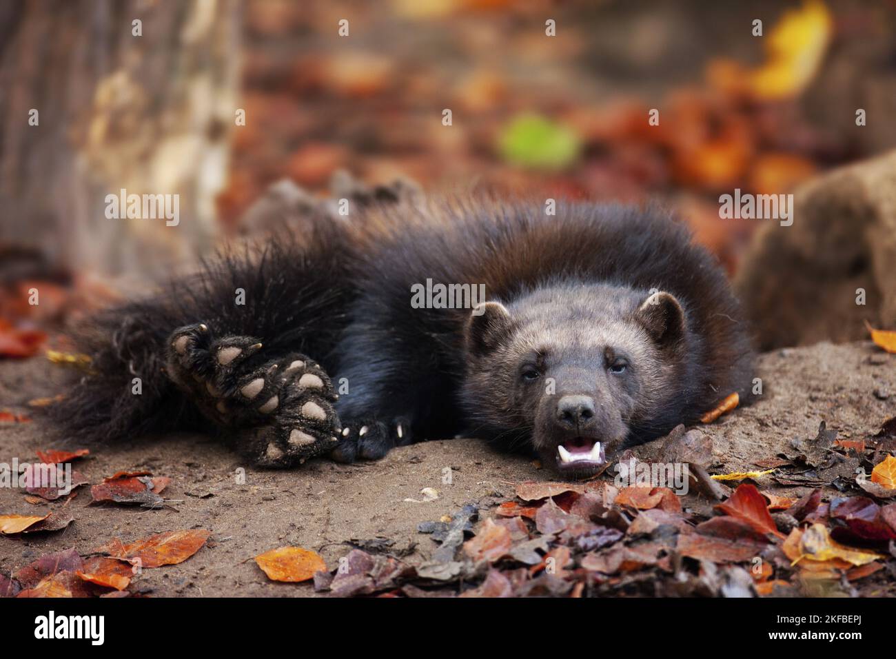 Leaf gluttons hi-res stock photography and images - Alamy
