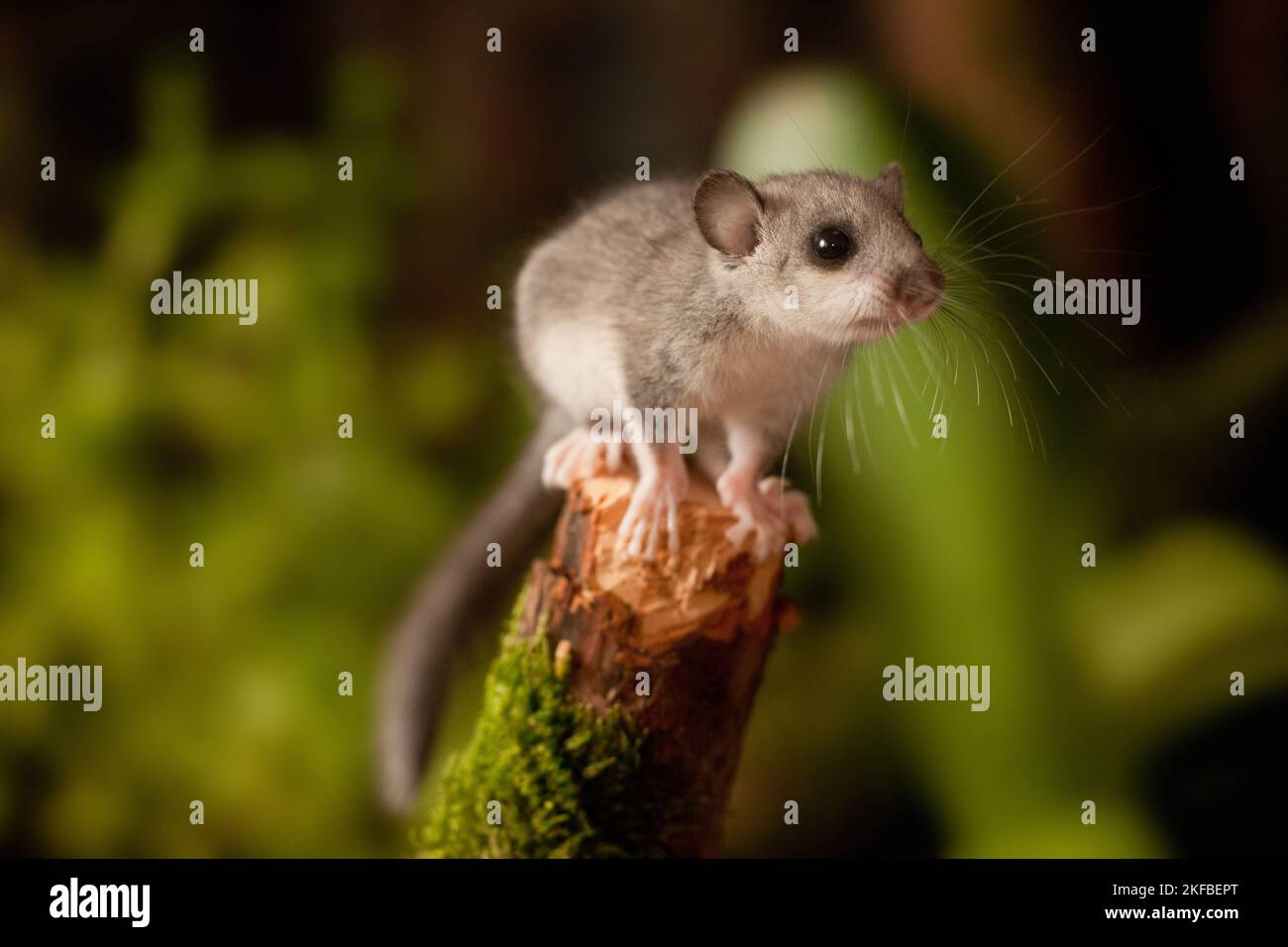 Young edible fat dormouse hi-res stock photography and images - Alamy