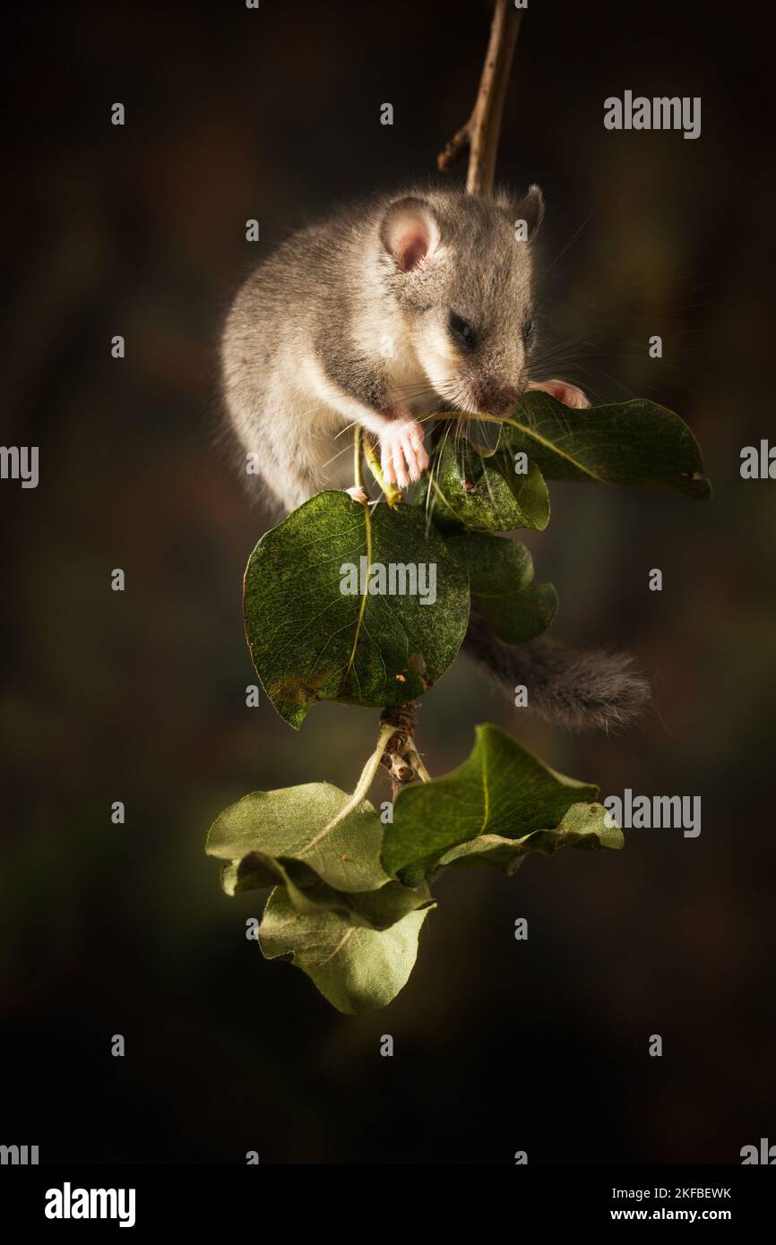 Edible dormouse climbing hi-res stock photography and images - Alamy