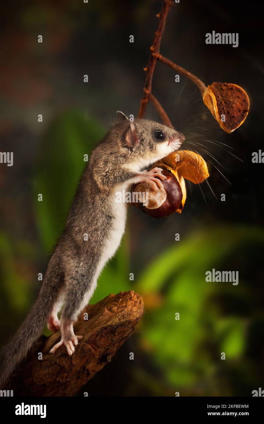 Dormice chestnut hi-res stock photography and images - Alamy