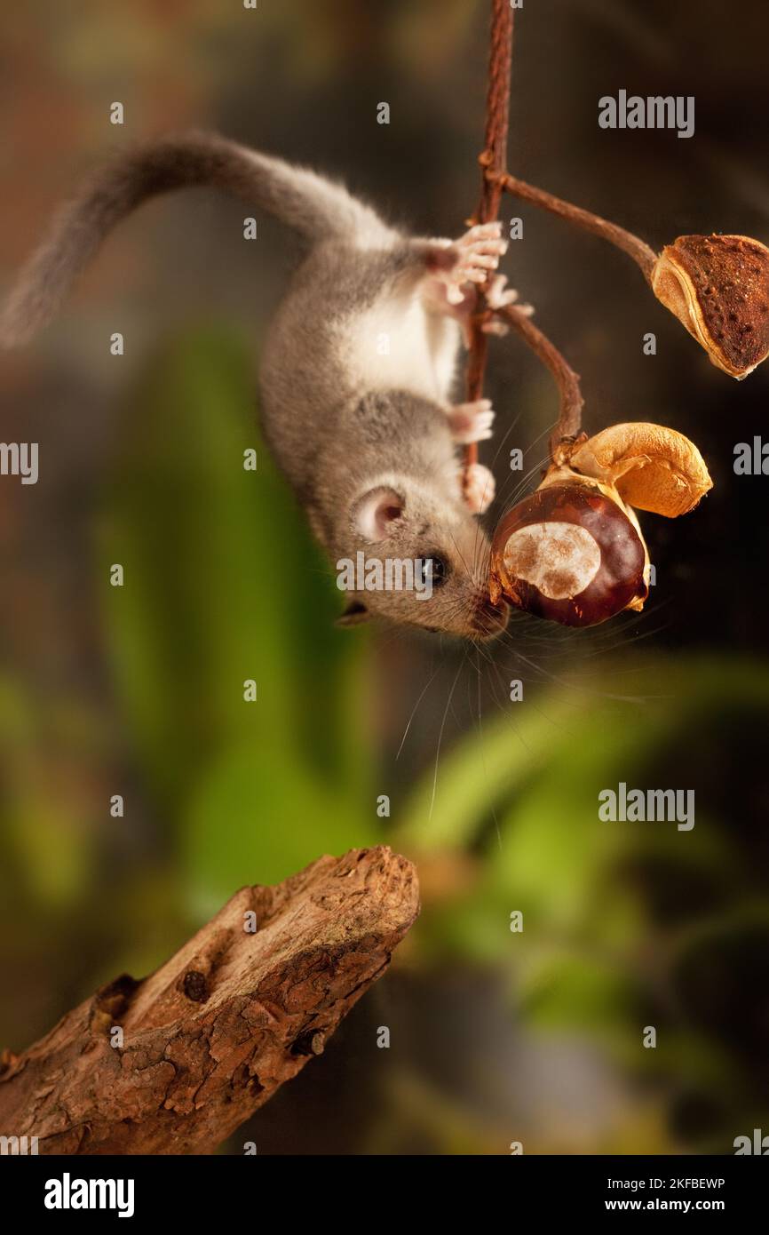 Edible dormouse climbing hi-res stock photography and images - Alamy
