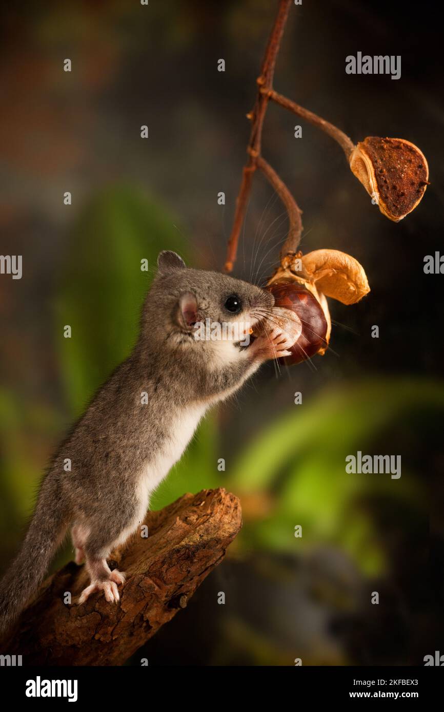Dormice eating chestnut hi-res stock photography and images - Alamy