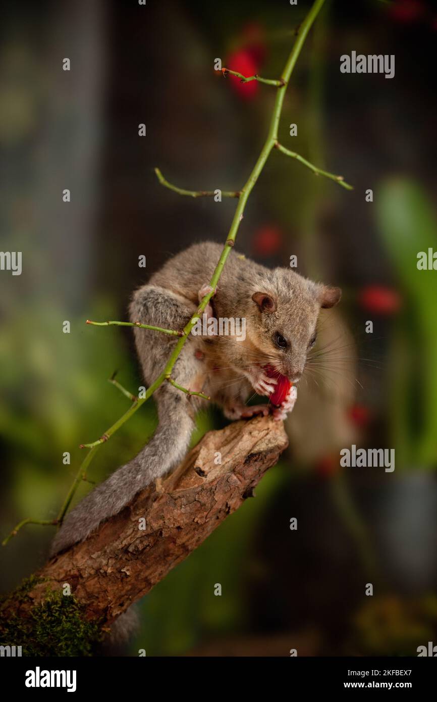 Edible dormouse eating hi-res stock photography and images - Alamy