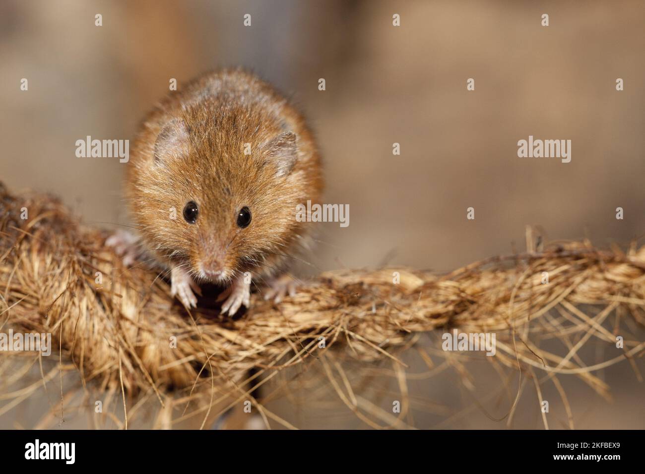 Brown mouse standing hi-res stock photography and images - Alamy