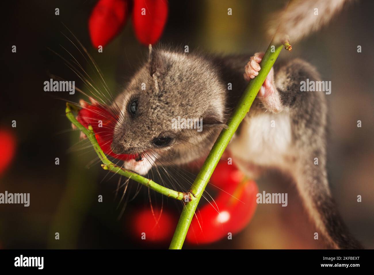 Edible dormouse climbing hi-res stock photography and images - Alamy