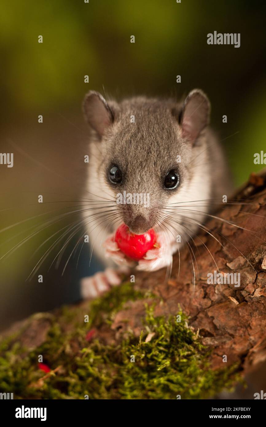 Edible dormouse eating hi-res stock photography and images - Alamy