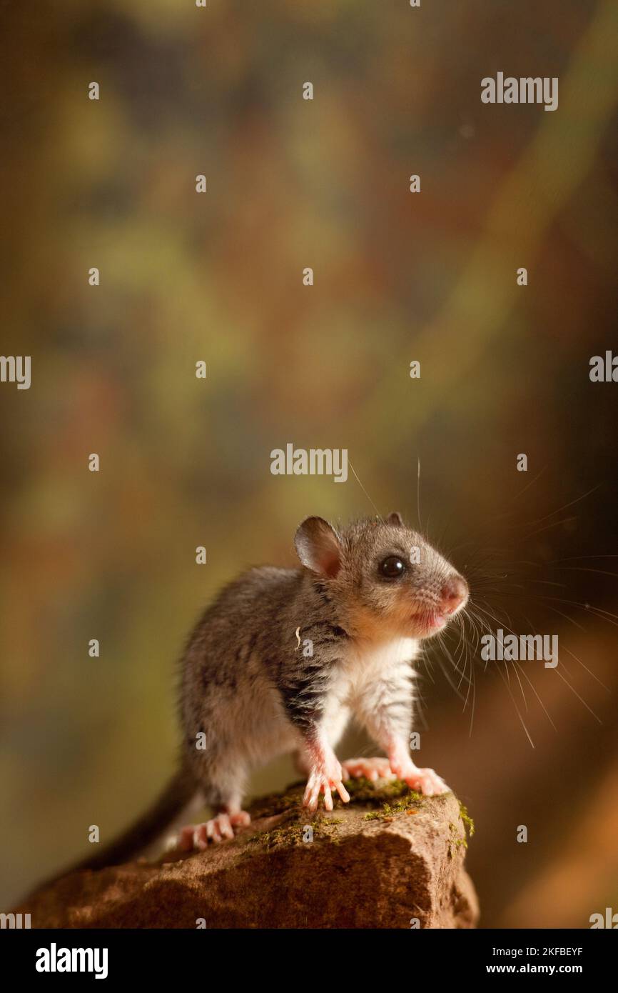 Young edible fat dormouse hi-res stock photography and images - Alamy