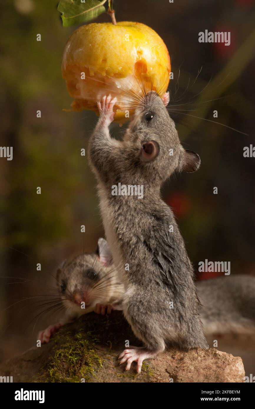 Dormouse fruit hi-res stock photography and images - Alamy