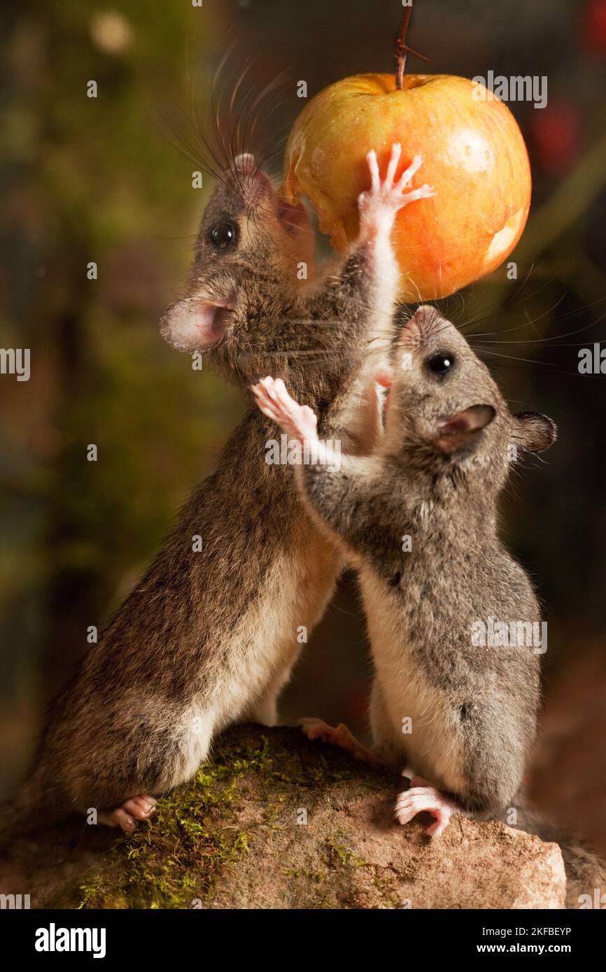Dormouse fruit hi-res stock photography and images - Alamy