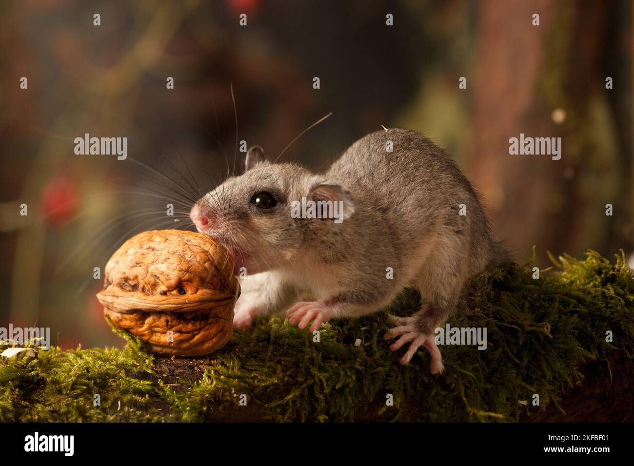 Edible dormouse eating hi-res stock photography and images - Alamy