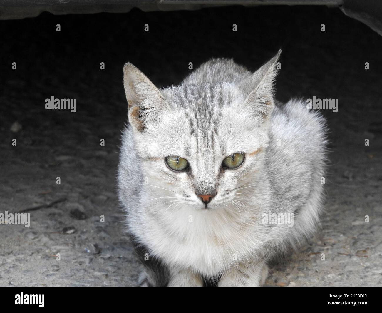 Gray colored Egyptian domestic stray cat with M shape letter on its ...