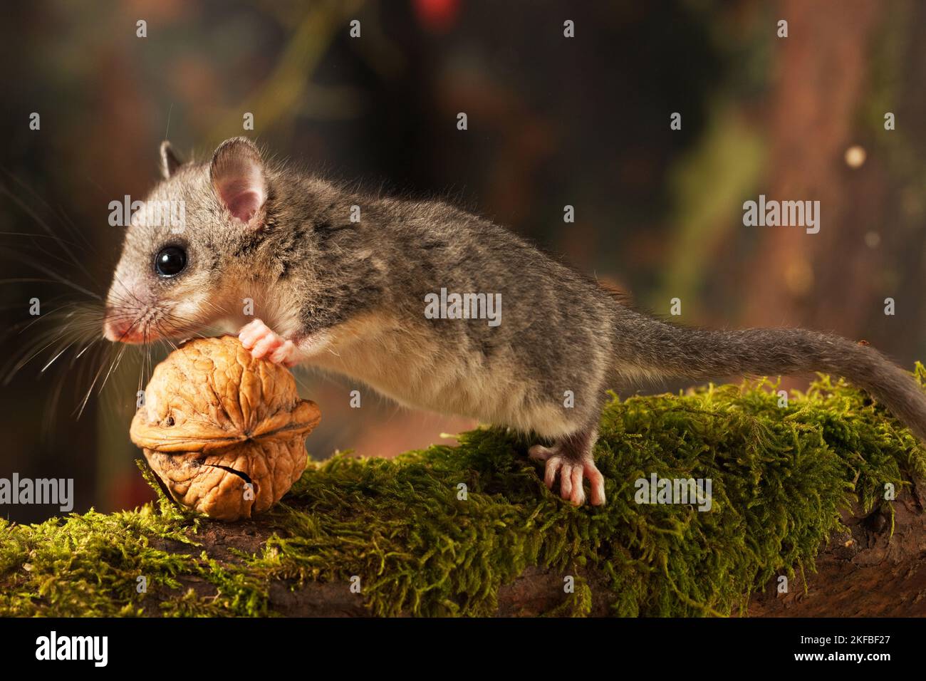 Dormouse food hi-res stock photography and images - Alamy