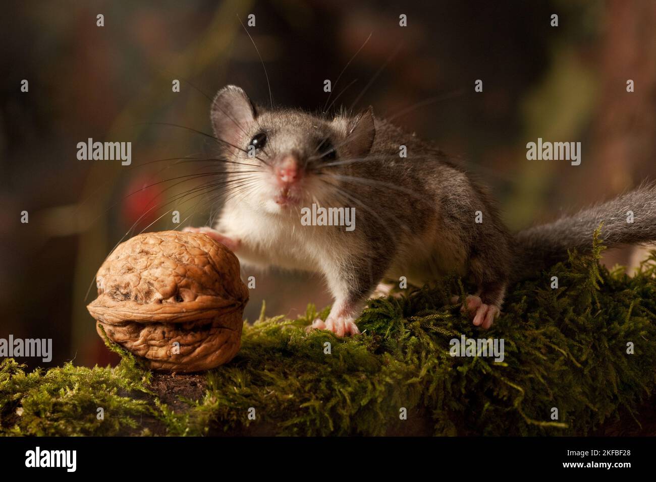 Young edible fat dormouse hi-res stock photography and images - Alamy