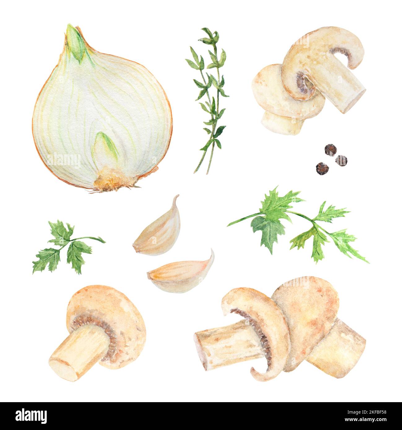 Hand drawn watercolor onion and green parsley leaves isolated on white ...