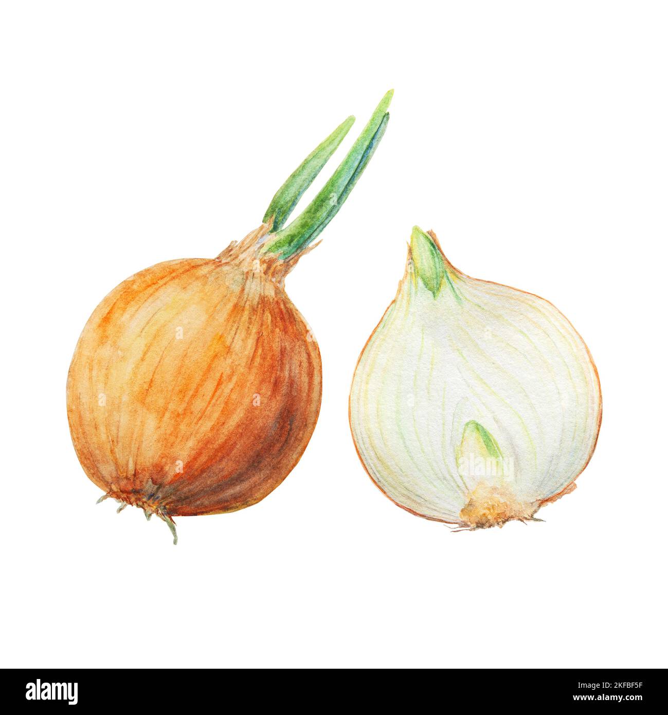 Hand drawn watercolor onion isolated on white background Stock Photo ...