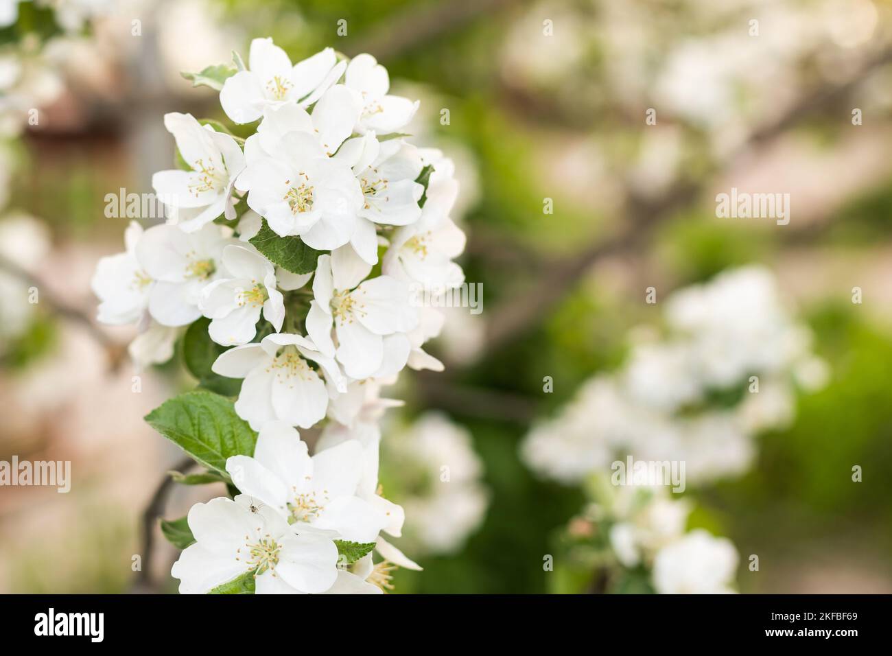 White flowers bloom in the trees. Beautiful blooming garden on a sunny ...