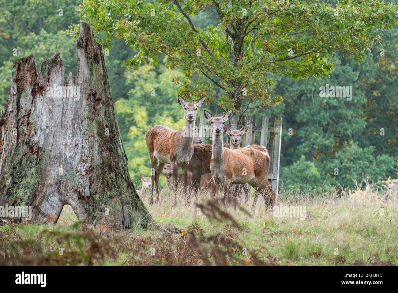 Several female red deer staring at the camera in Windsor Great Park, UK ...