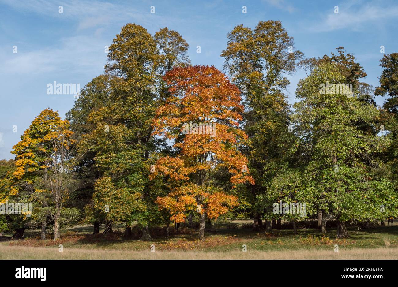 Autumn view of trees changing colour in the autumn in Windsor Great ...