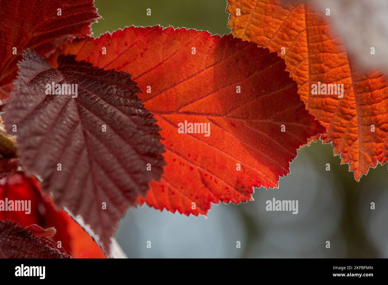 Hazel structure hi-res stock photography and images - Alamy
