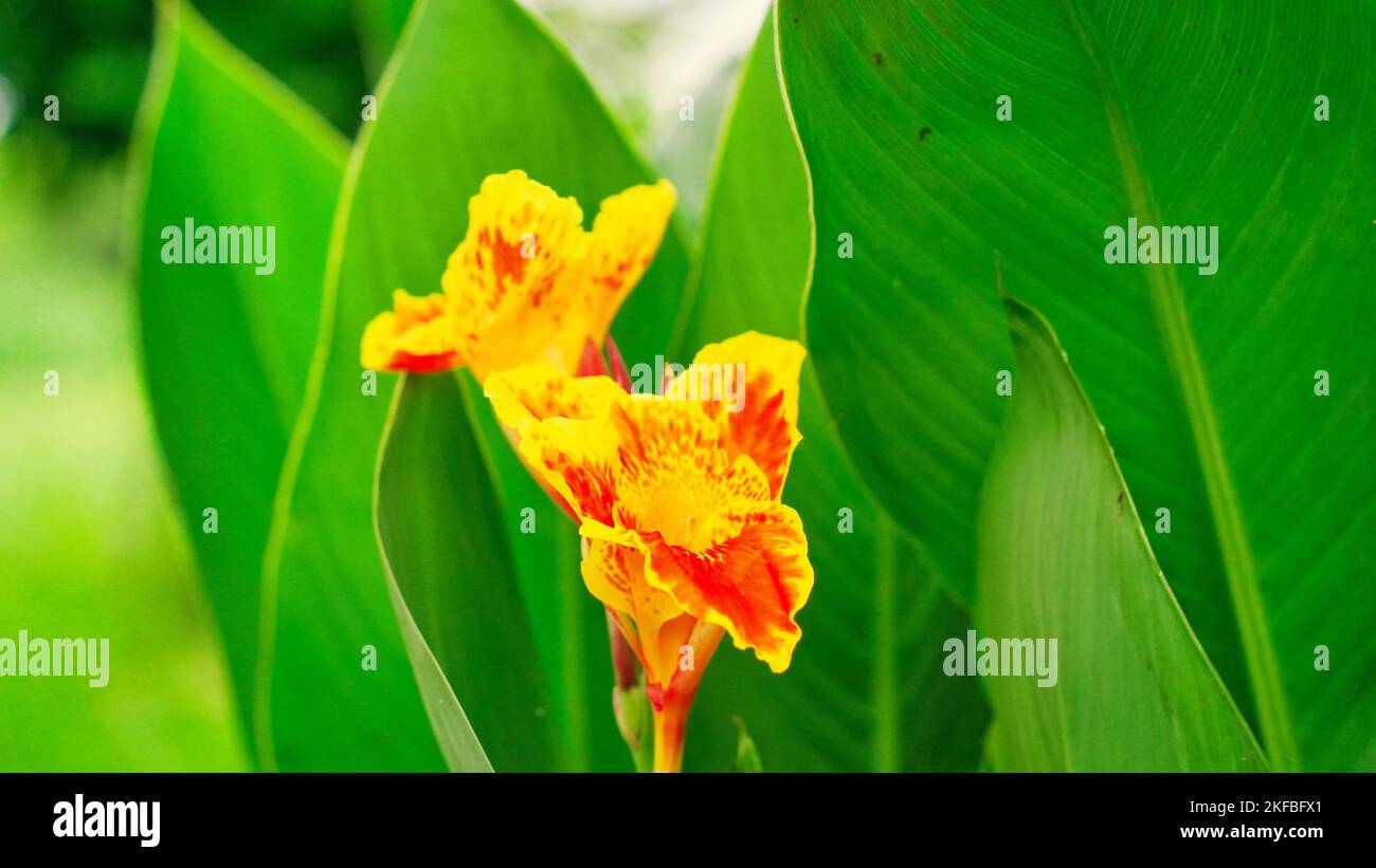 Keli known as Canna Lily or Laphoorit yellow flower blooming in garden ...