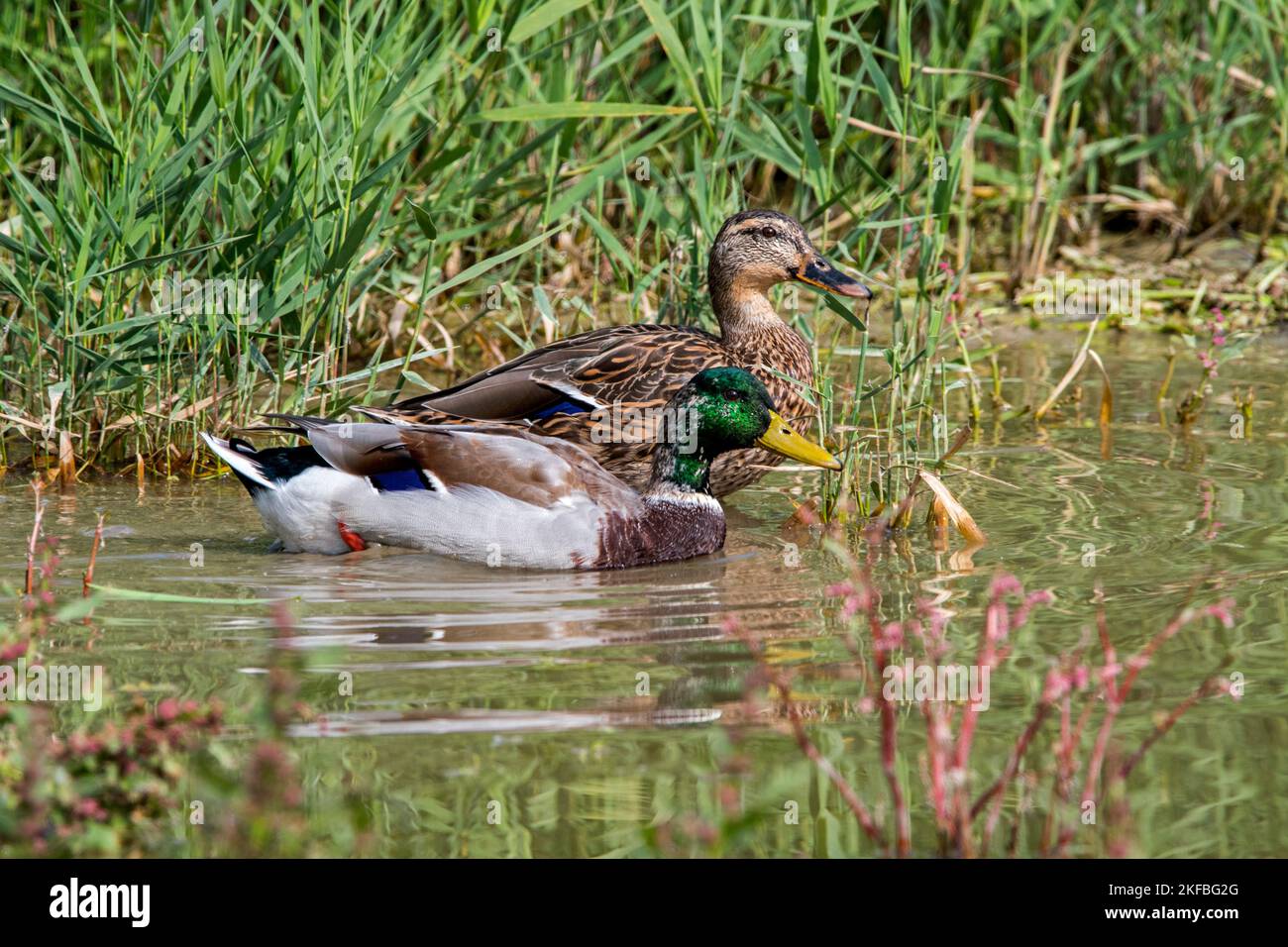Losing feathers hi-res stock photography and images - Alamy
