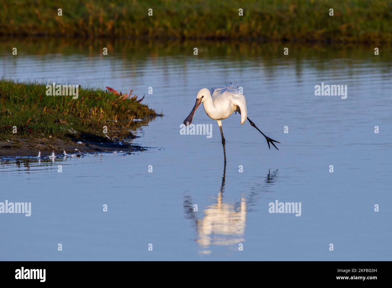 Eurasian spoonbill / common spoonbill (Platalea leucorodia) juvenile ...