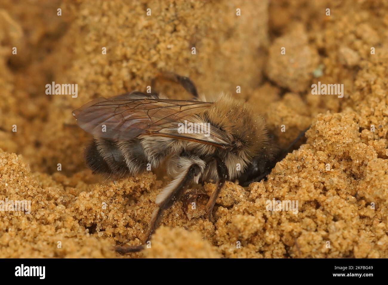 Natural coseup on a female of the endangered nycthemeral minder bee ...