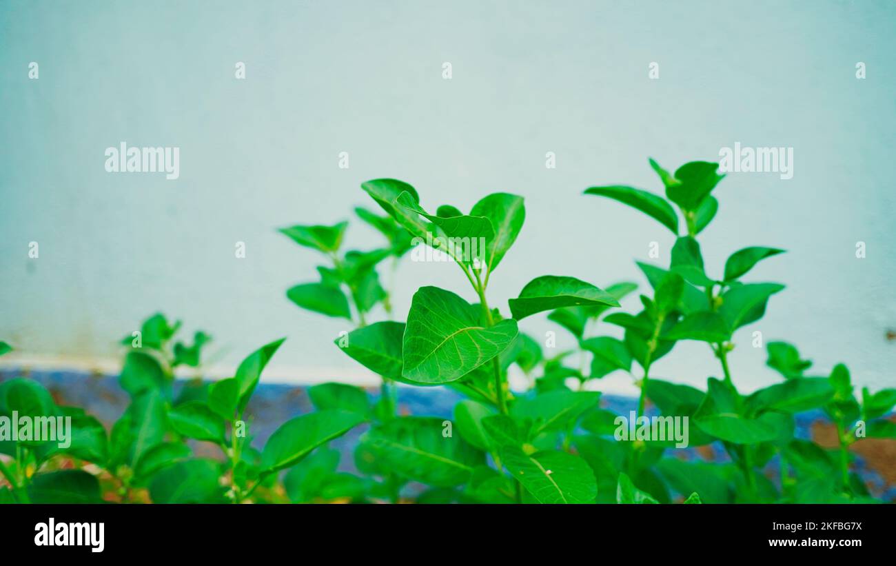 Withania somnifera plant known as Ashwagandha. Indian ginseng herbs ...